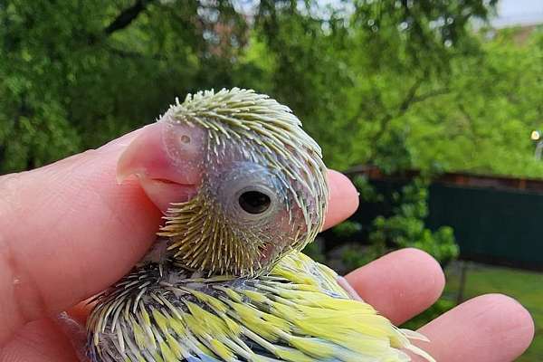 Parrotlet Baby Male