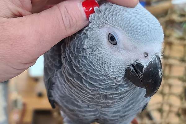 African Grey Baby