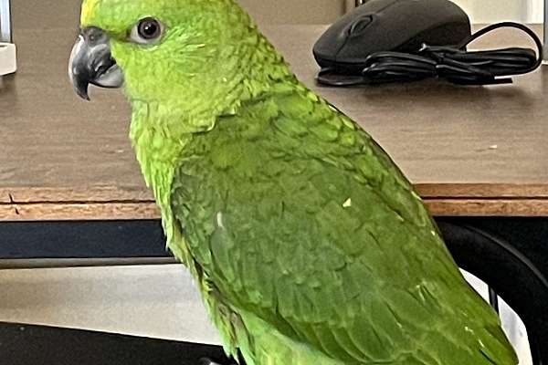 BABY HandfeD Yellow Nape Amazon Parrot just weaned.