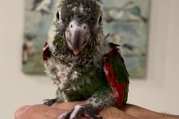 Black Cap Conure