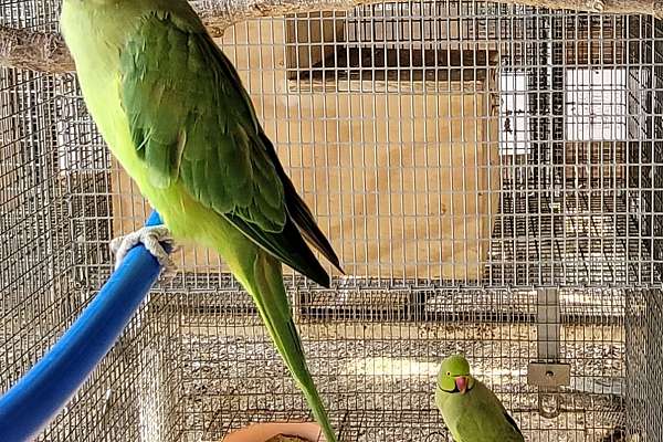 Indian ringneck pair