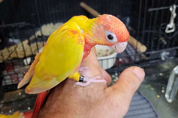 Green Cheek Conure (Sun Cheek High Red Mutation)