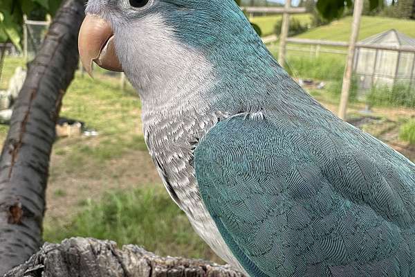 Hand Raised Quaker