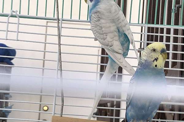 Two Budgies for sale, Cage and food included