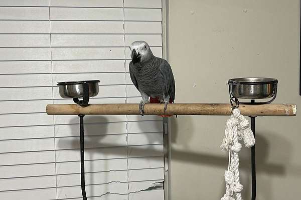 Male Congo African grey parrot