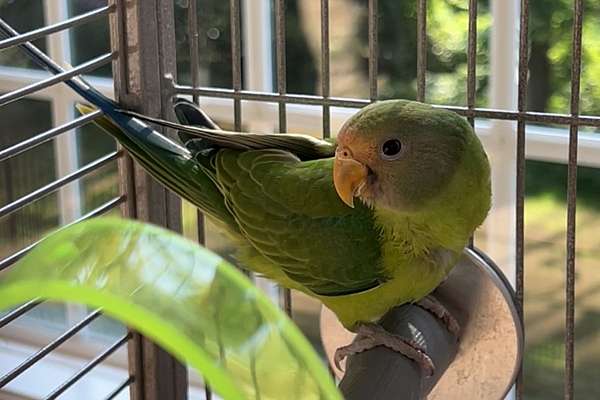 Plum head parakeet baby for sale - male
