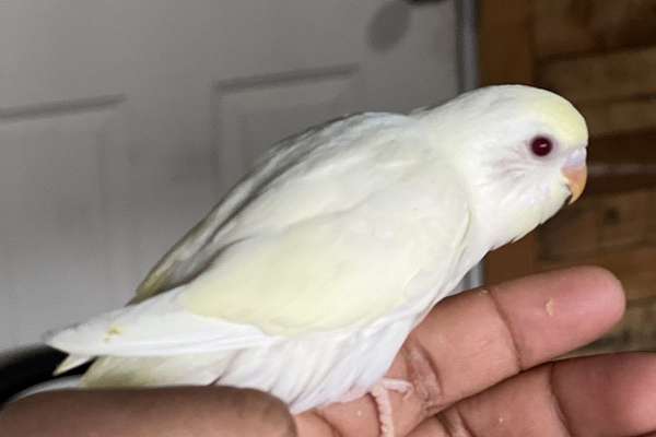 Tam budgies parakeets