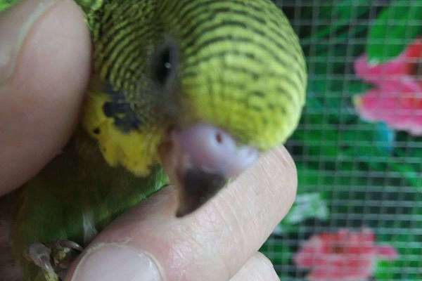 Parakeet Budgerigar Chicks Babies Exotics Hand Raised