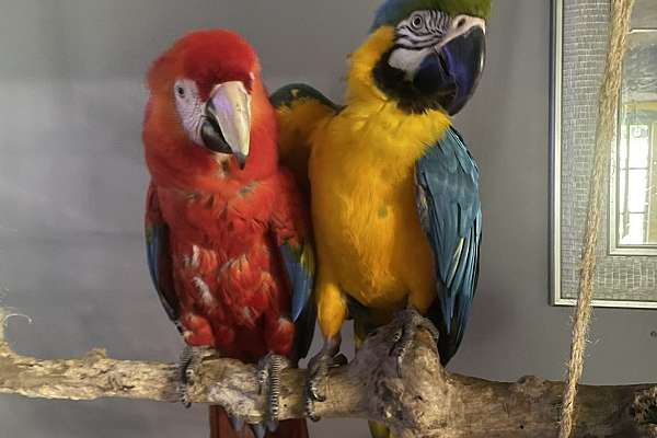 Couple macaws