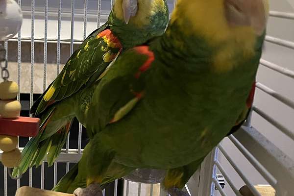 Double yellow amazon parrot pair