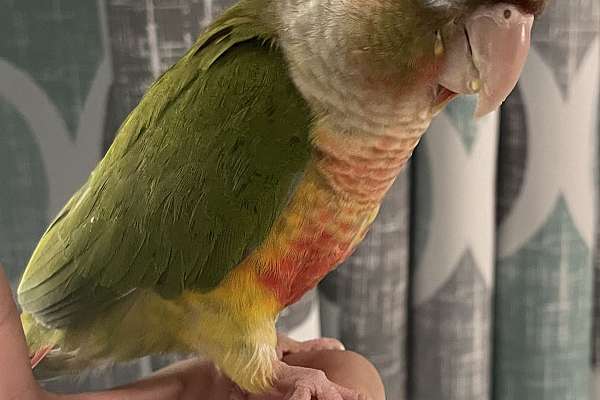 Sweet hand fed green cheek conure