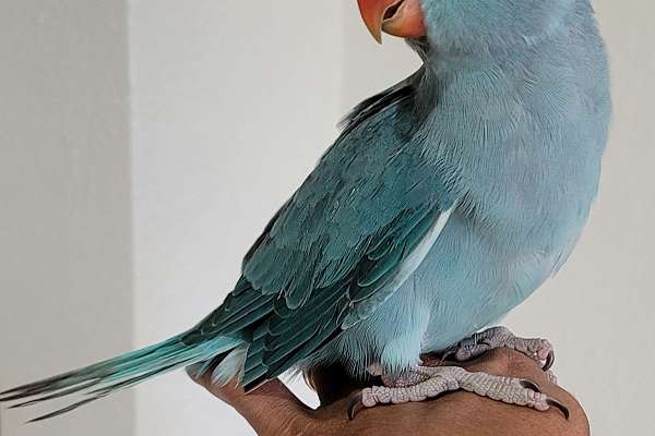 Blue male Indian Ringneck