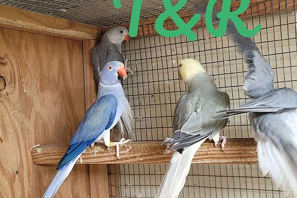 Indian ringneck mature proven pair