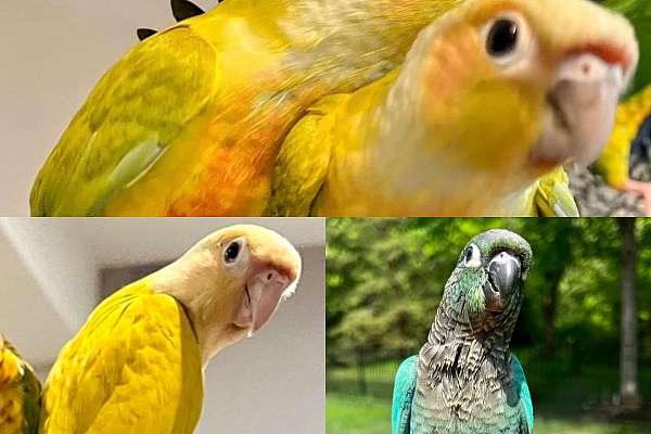 Turquoise, Dilute, Cinnamon Dilute Green Cheek Conure Babies Available Now