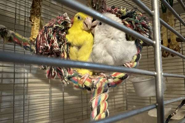 Parrotlets, Proven Pair