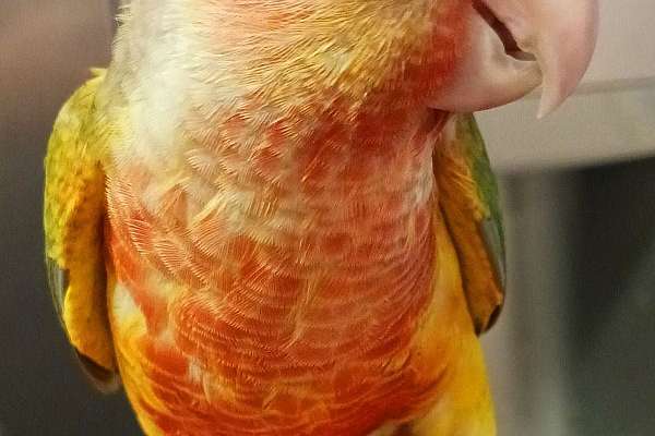 Handfed Green Cheek Conure