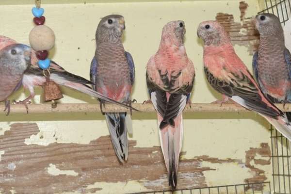 Young Bourke Parakeets