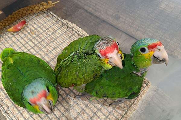 Baby red lored amazon
