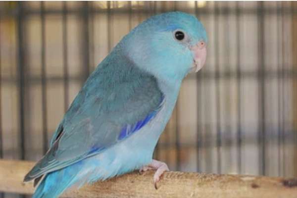 Parrotlet