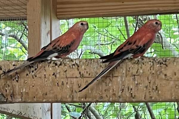 Two Pairs of Rosey Bourkes - Bird Breeder Liquidation