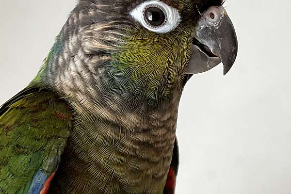Pet green cheek conures