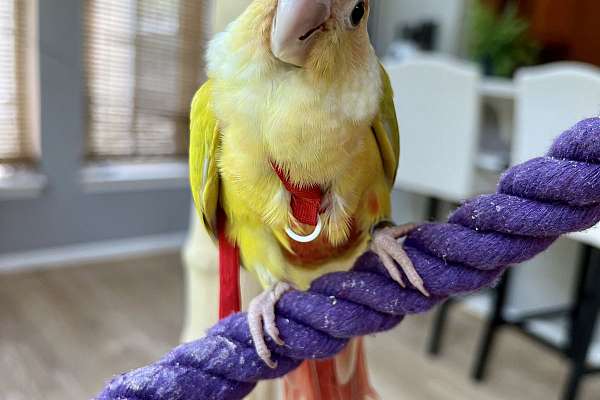 Cinnamon dilute green cheek conure baby weaned and ready