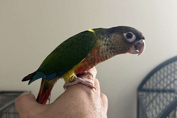 Beautiful baby female yellow side green cheek conure