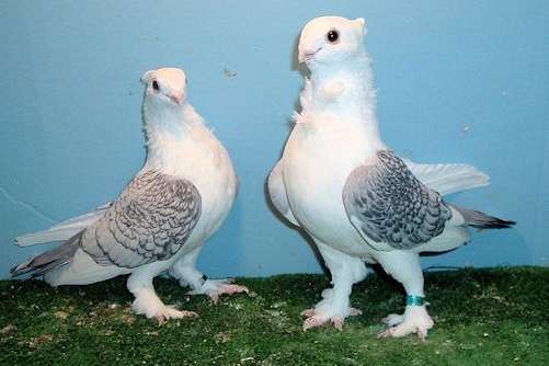 Old Classic Frill Satenette