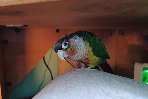 Green cheek conure rare beak color $550