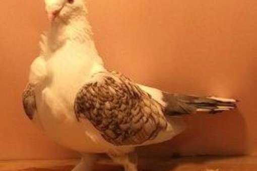 Blue Laced Satinette