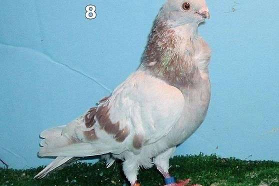 Pigeon