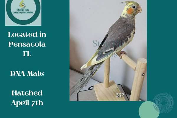 Normal Grey Male Cockatiel Baby, #207