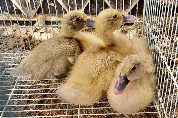 Young ducks