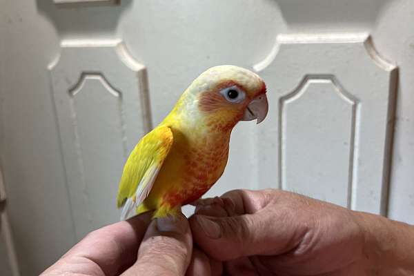 Yellow Sun Red Cheek conure