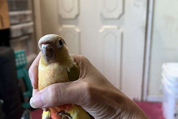 Yellow sided dilute conure