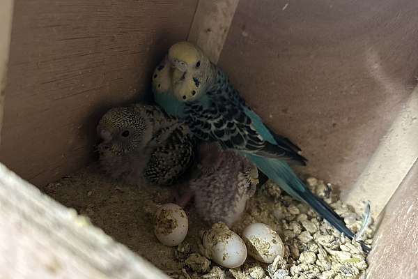Baby parakeet