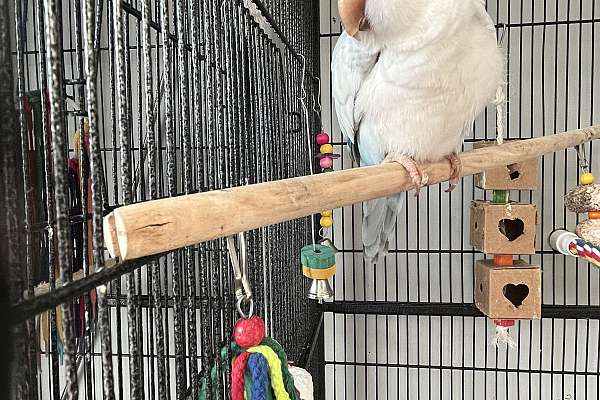 Young Blue crossover male quaker