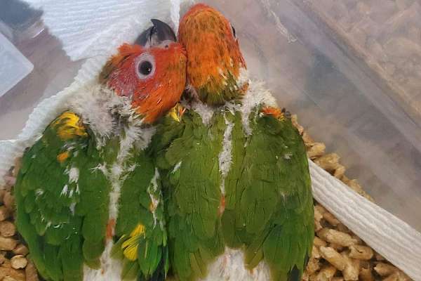 Red Factor Sun Conures