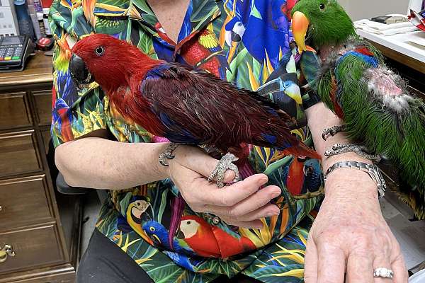 Eclectus