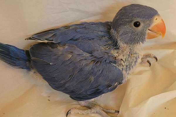 baby Indianan Ringneck