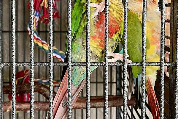 Proven Breeding Pair of Green Cheek Conures