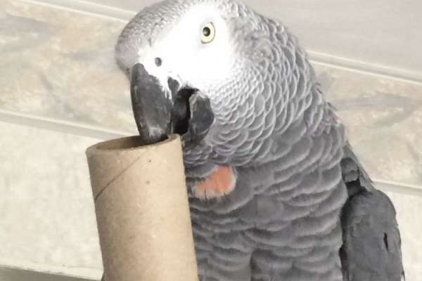 Male and Female African Grey