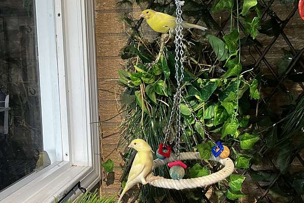 Home raised canaries