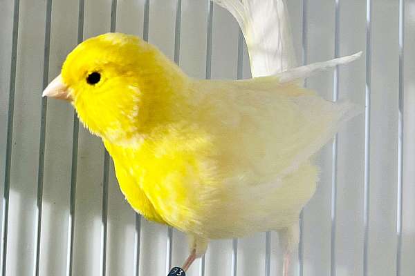 Young and Healthy Yellow Canaries