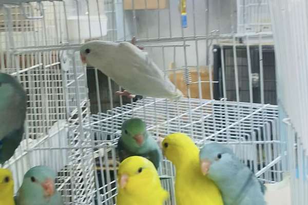 Parrotlet