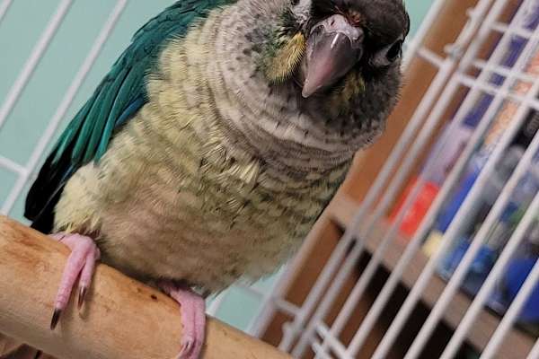 Turquoise yellow sided conure