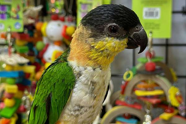 Baby Black Capped Caique