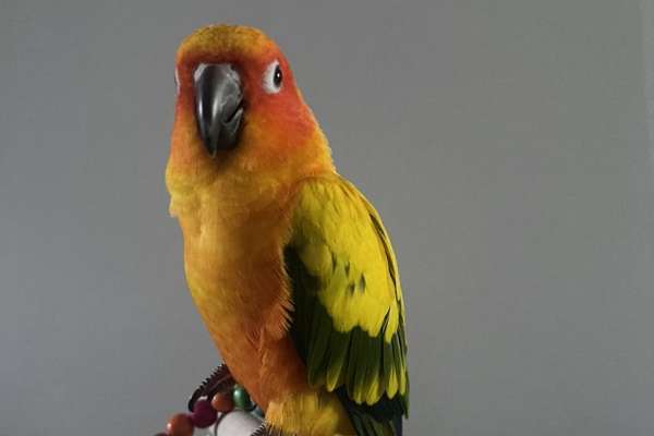 Sun Conure