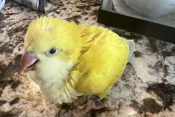 Quaker Parrot Babies Green