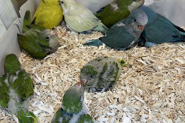 Baby Quaker Parrots
